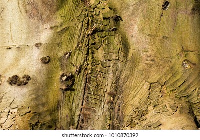 144 Disfigured tree Images, Stock Photos & Vectors | Shutterstock