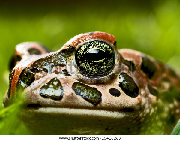 Scary Frog Stock Photo (Edit Now) 15416263