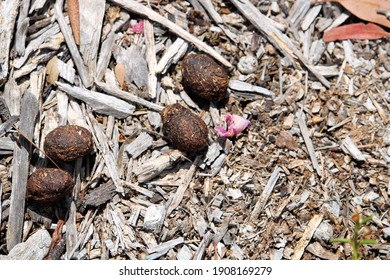 15 Kangaroo poo Images, Stock Photos & Vectors | Shutterstock