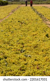 Scattering Grapes Closeup Fields Emerald Grapes Stock Photo 2201617031 ...