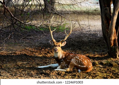 Alpha deer: imágenes, fotos de stock y vectores | Shutterstock
