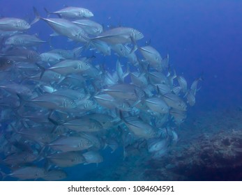 465 Big eye jack fish Images, Stock Photos & Vectors | Shutterstock
