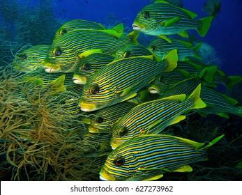 Blue line snappers Images, Stock Photos & Vectors | Shutterstock