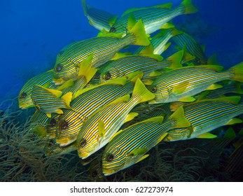 Blue line snappers Images, Stock Photos & Vectors | Shutterstock