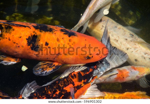 School Koi Fish Stock Photo 596901302 | Shutterstock