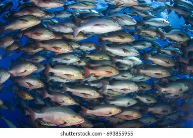 6,147 Red snapper underwater Images, Stock Photos & Vectors | Shutterstock