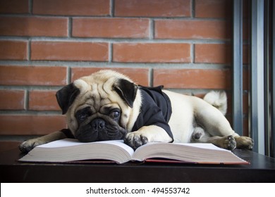 347 Pug School Stock Photos, Images & Photography | Shutterstock