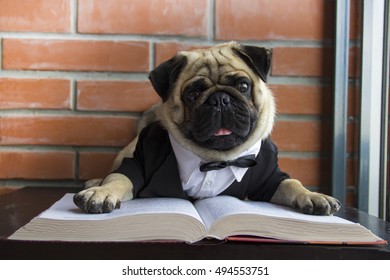 347 Pug School Stock Photos, Images & Photography | Shutterstock