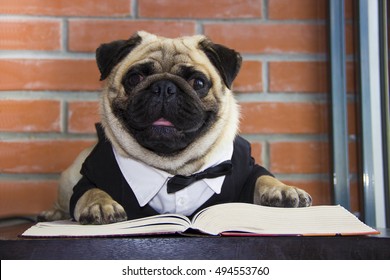 347 Pug School Stock Photos, Images & Photography | Shutterstock