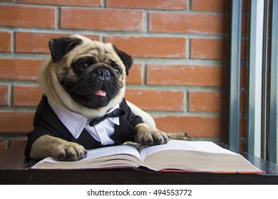 347 Pug School Stock Photos, Images & Photography | Shutterstock