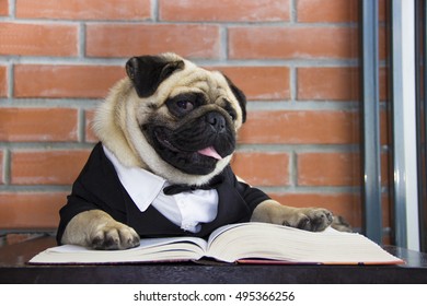 347 Pug School Stock Photos, Images & Photography | Shutterstock