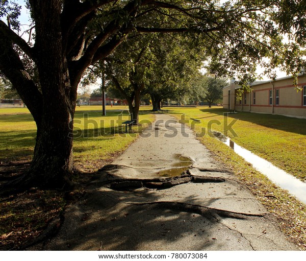 School Walking Path Tree Roots Breaking Stock Photo 780073084 ...