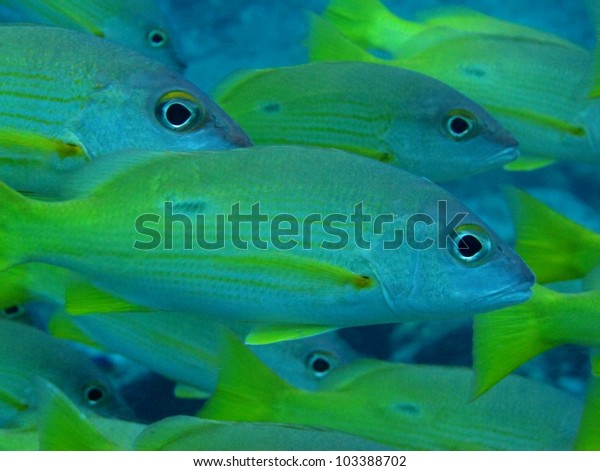 School Yellow Snapper Stock Photo 103388702 | Shutterstock