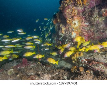 Blue line snappers Images, Stock Photos & Vectors | Shutterstock