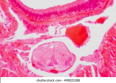 64 Histology Of Earthworm Images, Stock Photos & Vectors | Shutterstock