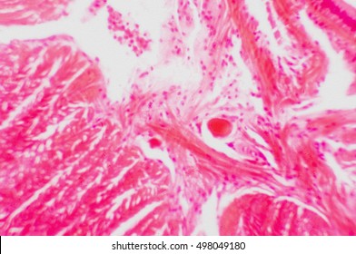 64 Histology Of Earthworm Images, Stock Photos & Vectors | Shutterstock