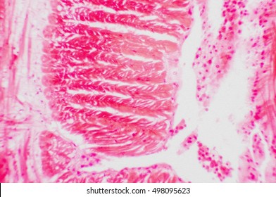 64 Histology Of Earthworm Images, Stock Photos & Vectors | Shutterstock
