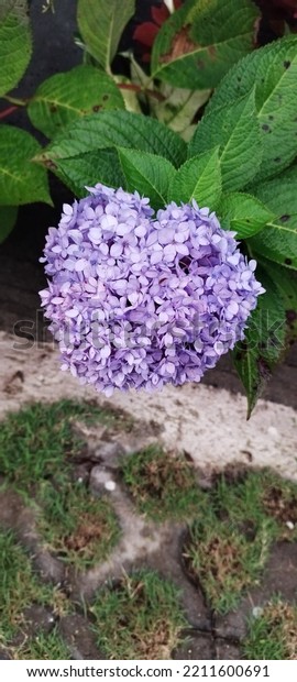 Scientific Name Hydrangea Macrophylla Higher Classification Stock Photo ...