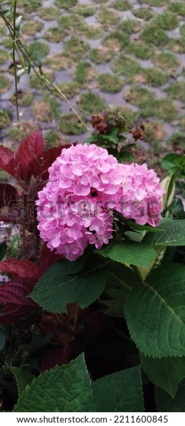 Scientific Name Hydrangea Macrophylla Higher Classification Stock Photo ...