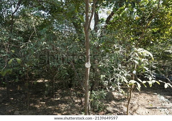 Scientific Name Pithecellobium Dulce Common Names Foto stock 2139649597 ...