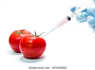 Scientist Develops Genetically Modified Tomatoes Gmo Stock Photo ...
