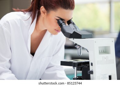 Scientist Looking Into Microscope Laboratory Stock Photo 85123744 ...
