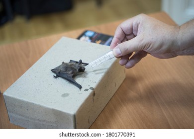 172 Bat carcasses Images, Stock Photos & Vectors | Shutterstock