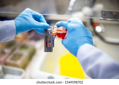 Scientists Preparing Specimens Laboratory Study Abnormalities Stock ...