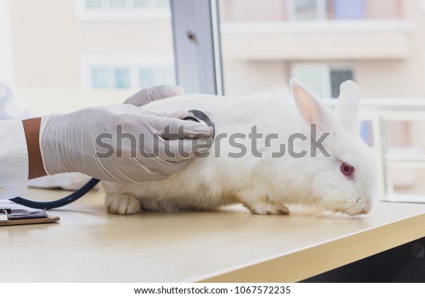 Scientists Using Rabbit Experiments Animal Disease Stock Photo ...