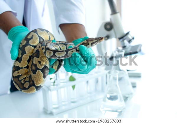 Scientists Working Study Snakes Lab Study Stock Photo (Edit Now) 1983257603
