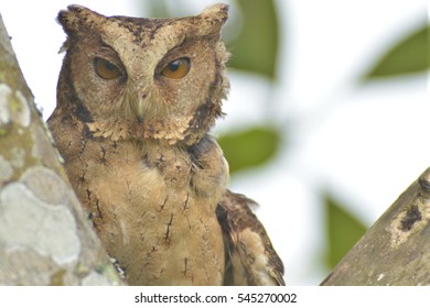 423 Scope Owl Images, Stock Photos & Vectors | Shutterstock