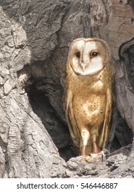 423 Scope Owl Images, Stock Photos & Vectors | Shutterstock