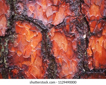 Scorched Pine Bark Background Stock Photo 1129490000 | Shutterstock
