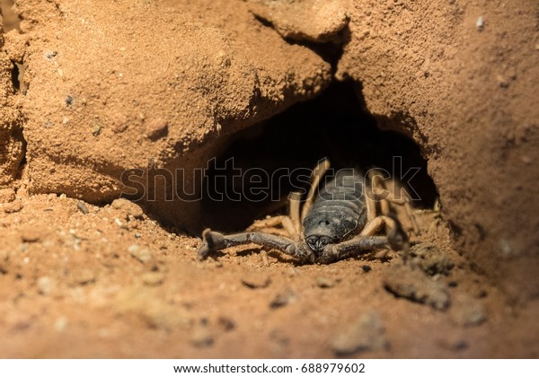 Scorpion Burrow Stock Photo (Edit Now) 688979602