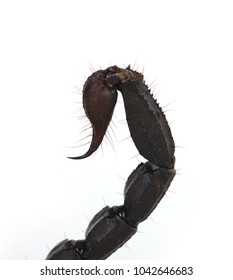 Scorpion Tail Macro Stock Photo 1042646683 | Shutterstock