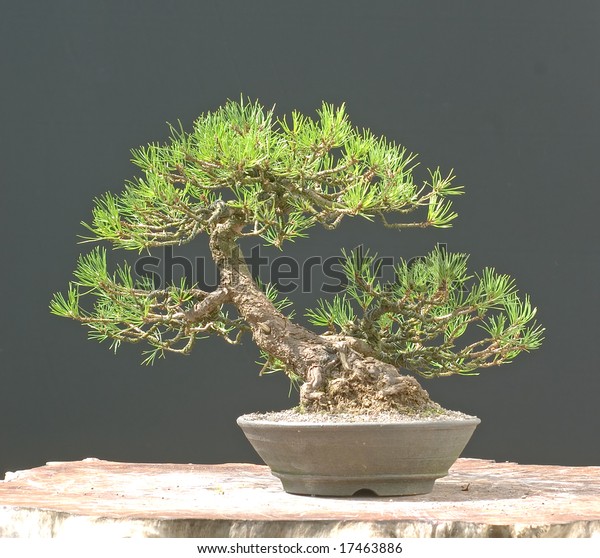 Scots Pine Bonsai Stock Photo (Edit Now) 17463886