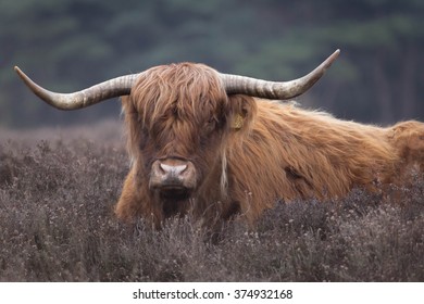 Portrait Scottish Highlander Highland Cow Cattle Foto Stok 1922431688 ...