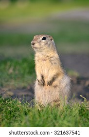 2,867 Yellow ground squirrel Images, Stock Photos & Vectors | Shutterstock