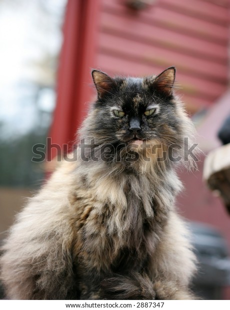 Scraggly Cat Stock Photo (Edit Now) 2887347
