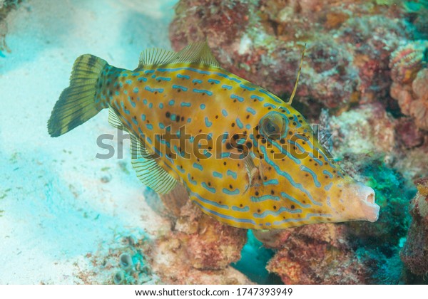 Scrawled Filefish Broomtail Filefish Scribbled Leatherjacket Stock ...