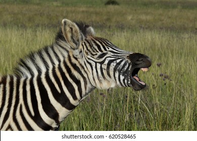 1,673 imágenes de Zebra teeth - Imágenes, fotos y vectores de stock ...