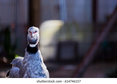 Screamer Stock Photo 614746157 | Shutterstock