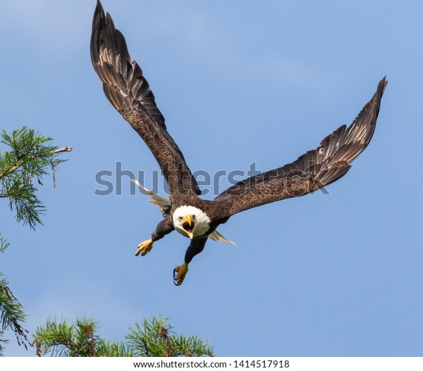 Screaming Bald Eagle Flight Stock Photo 1414517918 | Shutterstock