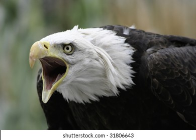 1,433 Screaming eagle Images, Stock Photos & Vectors | Shutterstock