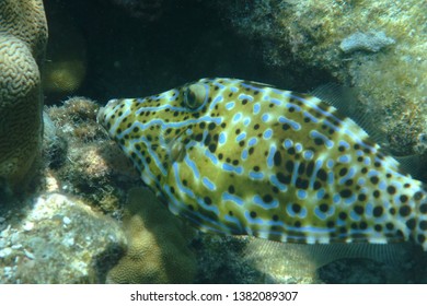 103 Scribbled Leatherjacket Filefish Images, Stock Photos & Vectors ...
