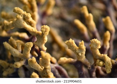 1,618 Sea acorn Images, Stock Photos & Vectors | Shutterstock