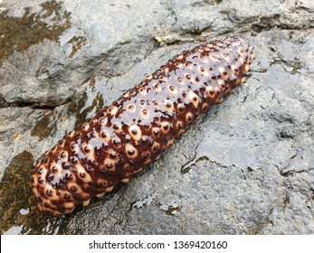 Sea Cucumber Echinoderms Holothuroidea Class Stock Photo (Edit Now ...