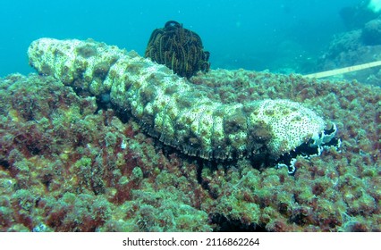 Sea Cucumbers Echinoderms Class Holothuroidea Stock Photo 2116862264 ...