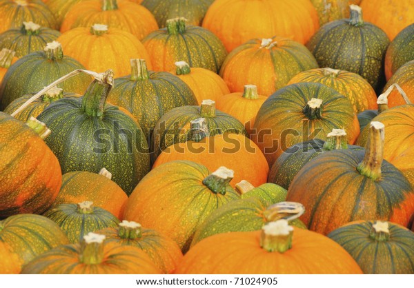 Sea Pumpkins Stock Photo 71024905 | Shutterstock