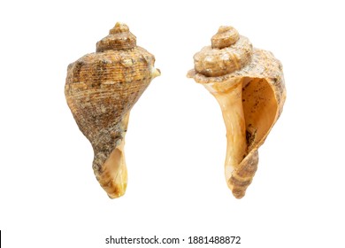 Sea Shell Front Back Isolated On Stock Photo 1881488872 | Shutterstock